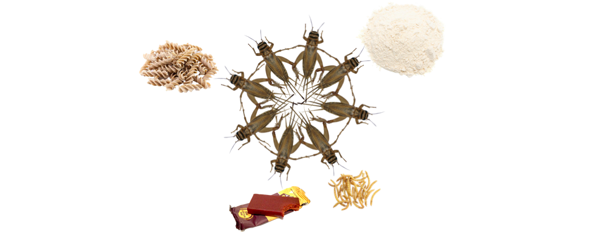 Insect-Based Protein: A Sustainable Food and Feed Substitute – UnEarth ...
